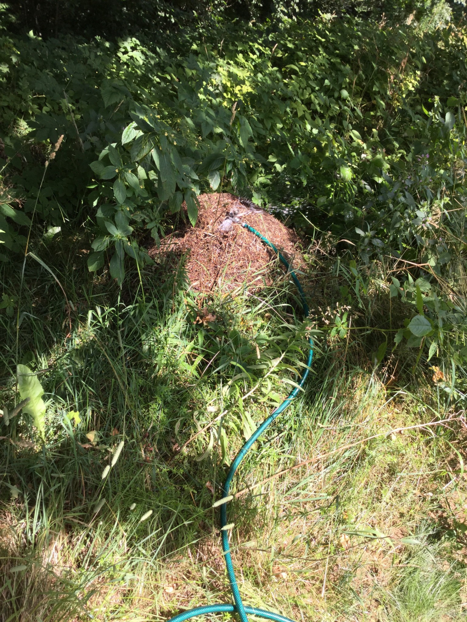 Ta bort myrstack? | Byggahus.se