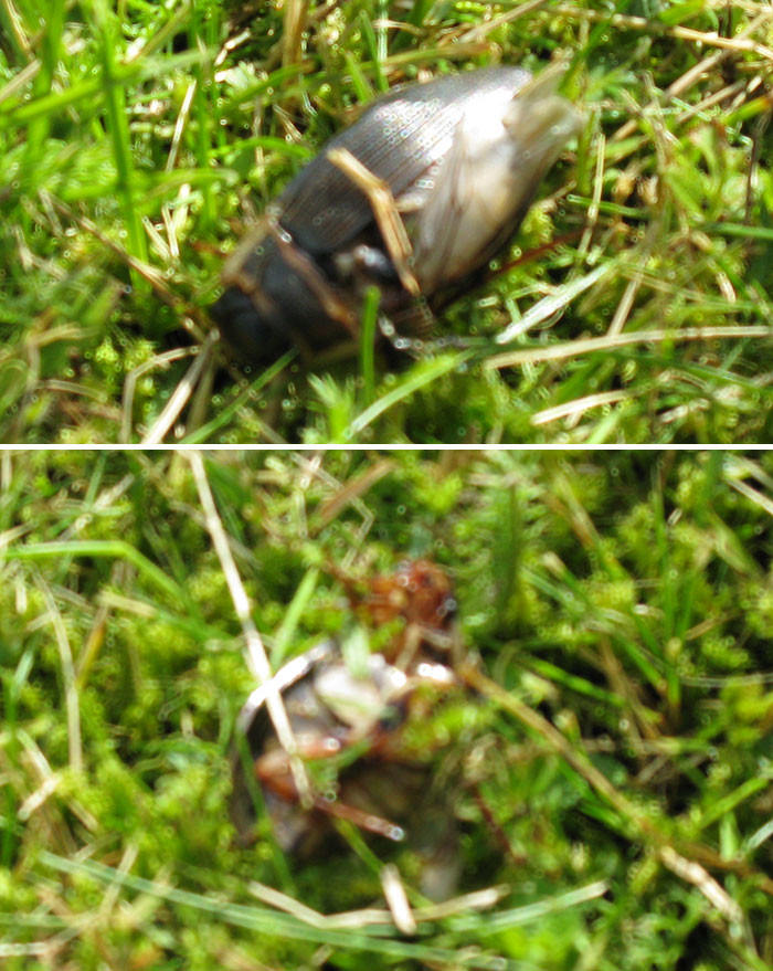 Finns det skalbagge som liknar kackerlacka? | Byggahus.se