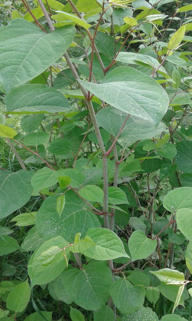 Parkslide - varning för att köpa hus/tomt med parkslide | Sida 37 ...