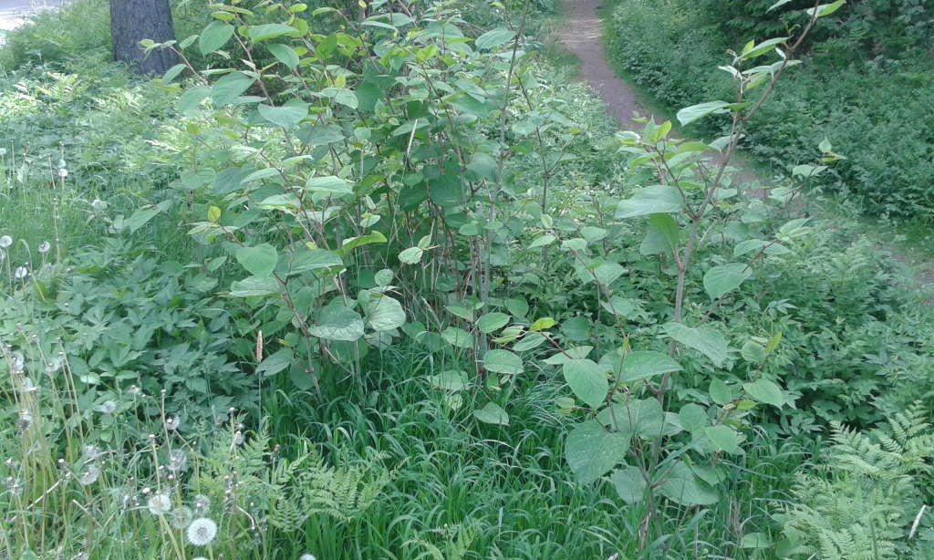Parkslide - varning för att köpa hus/tomt med parkslide | Sida 37 ...
