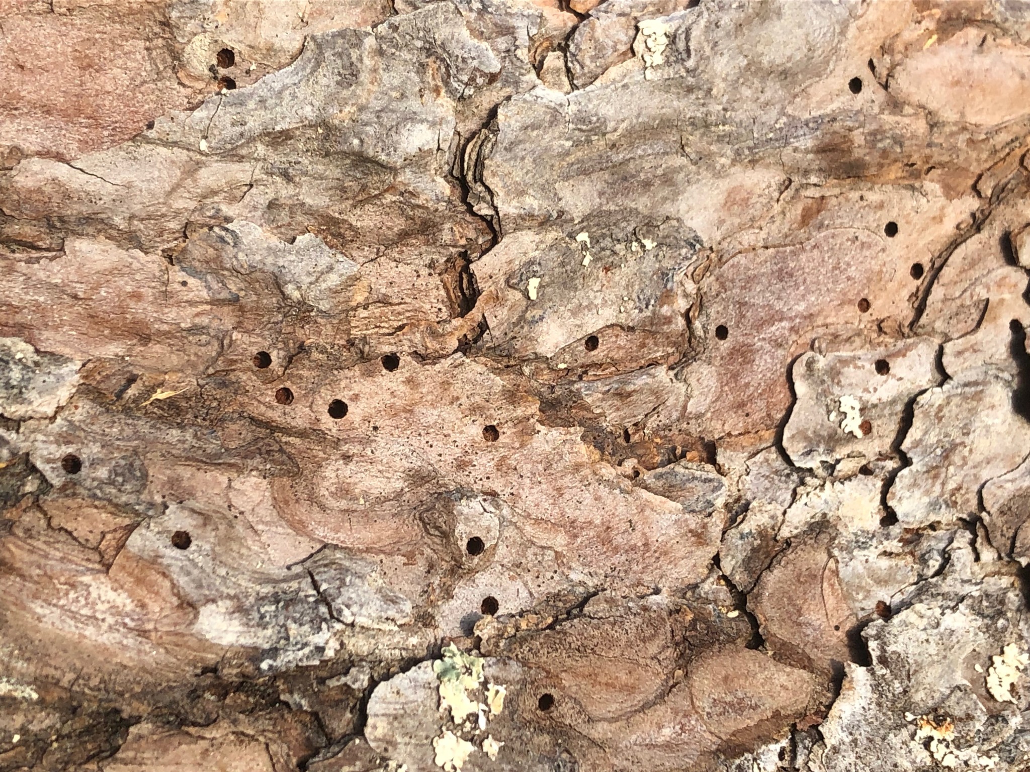 Ved användbar efter träbaggar varit på dem? | Byggahus.se