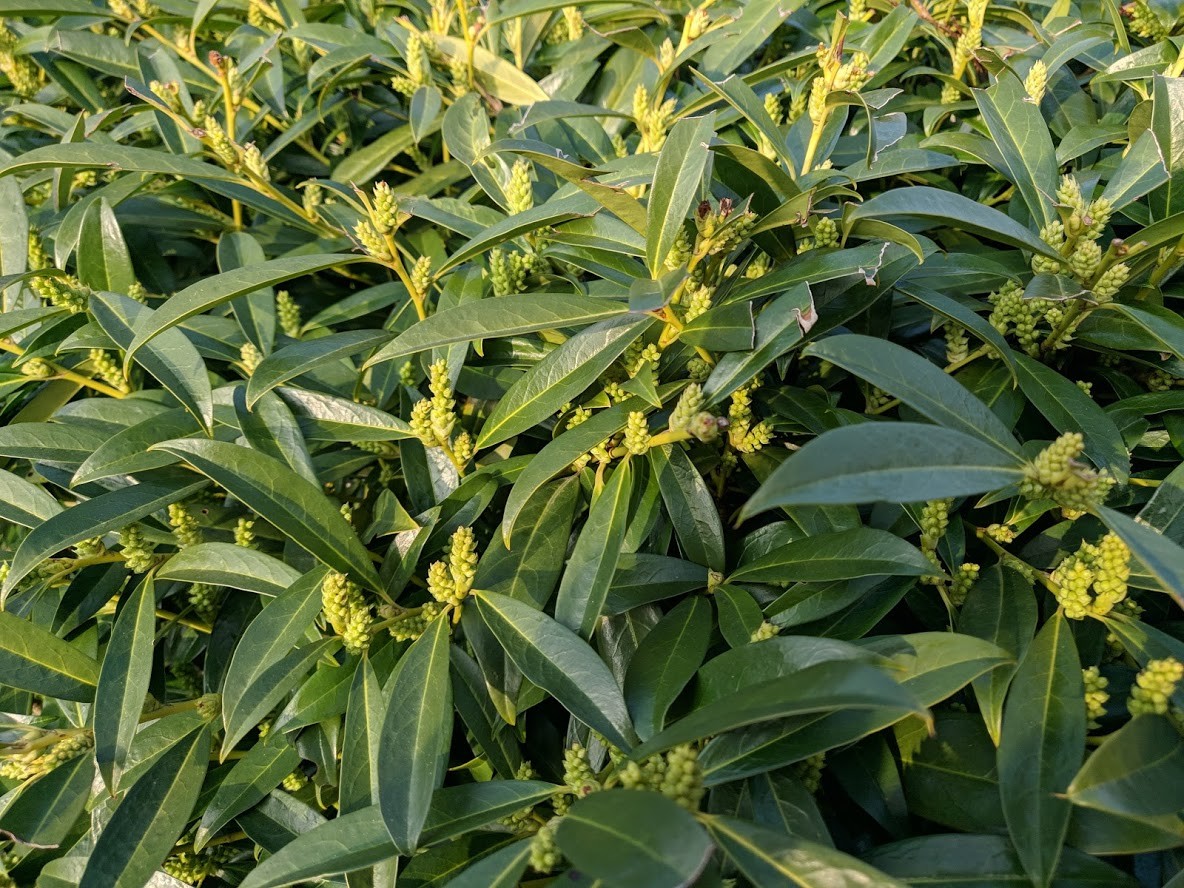 Identifiera buskar | Byggahus.se