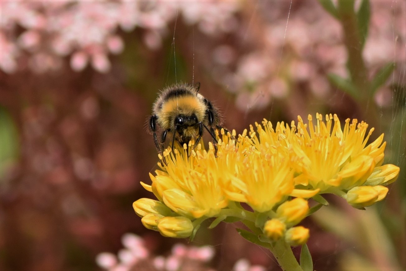Djur i trädgården, höns, kaniner, ödlor, grodor, igelkottar m.fl | Sida ...
