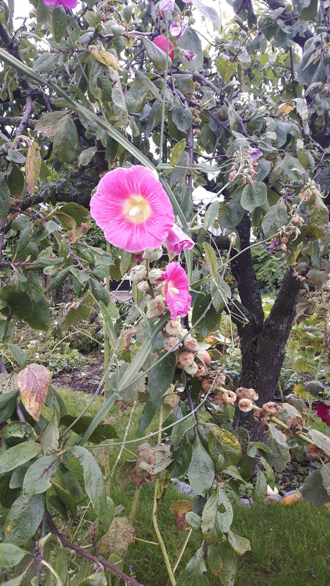 Stockros från frå | Byggahus.se