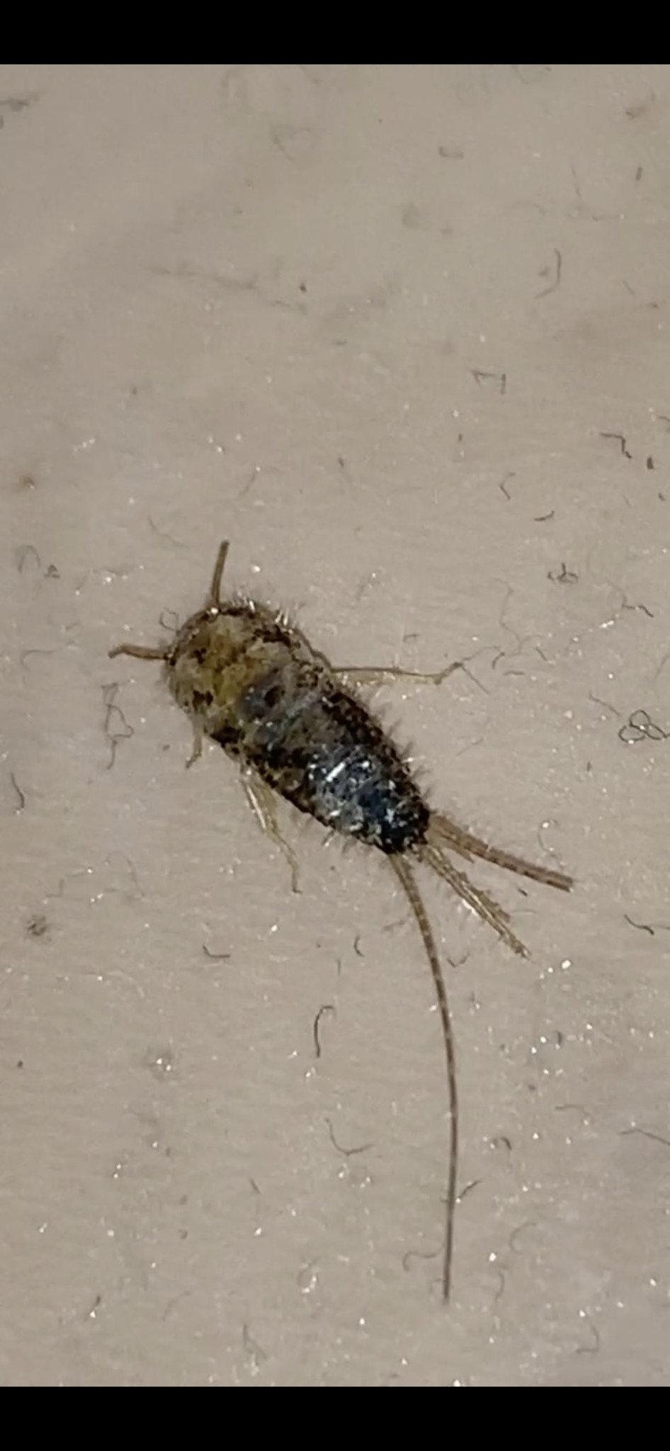 Identifiering av kryp | Byggahus.se