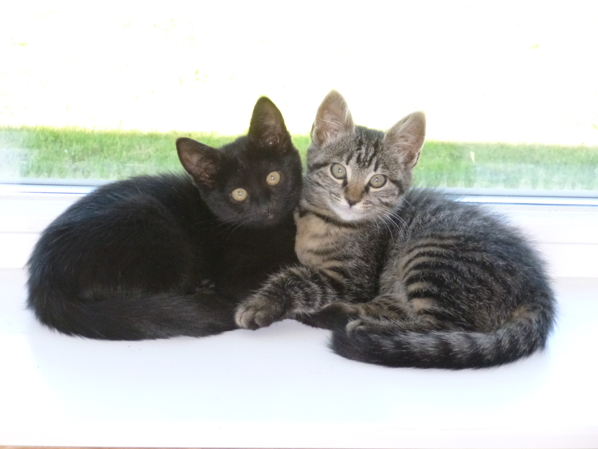 Villa nybygge musstopp | Byggahus.se