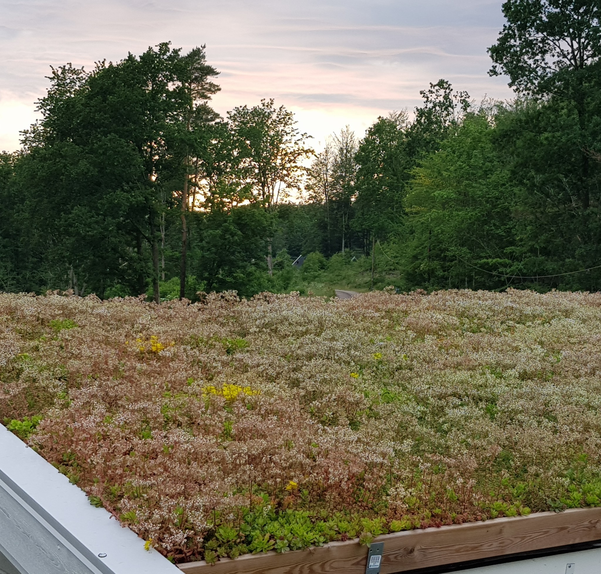 Sedumtak, vilka delar kan man göra själv? | Sida 3 | Byggahus.se