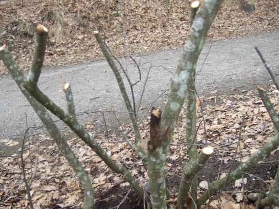 Vad är detta för häck på min tomt?? | Byggahus.se