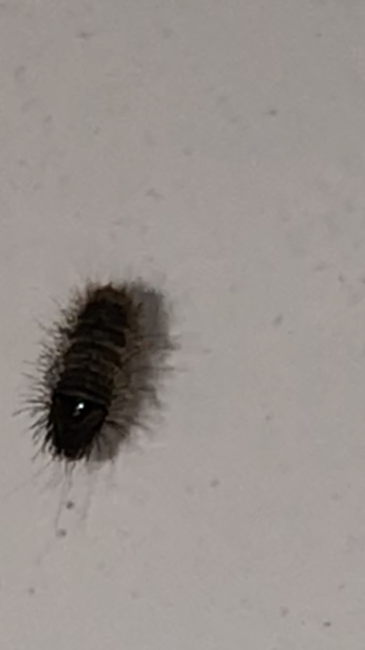 Vad är detta för insekt? | Byggahus.se