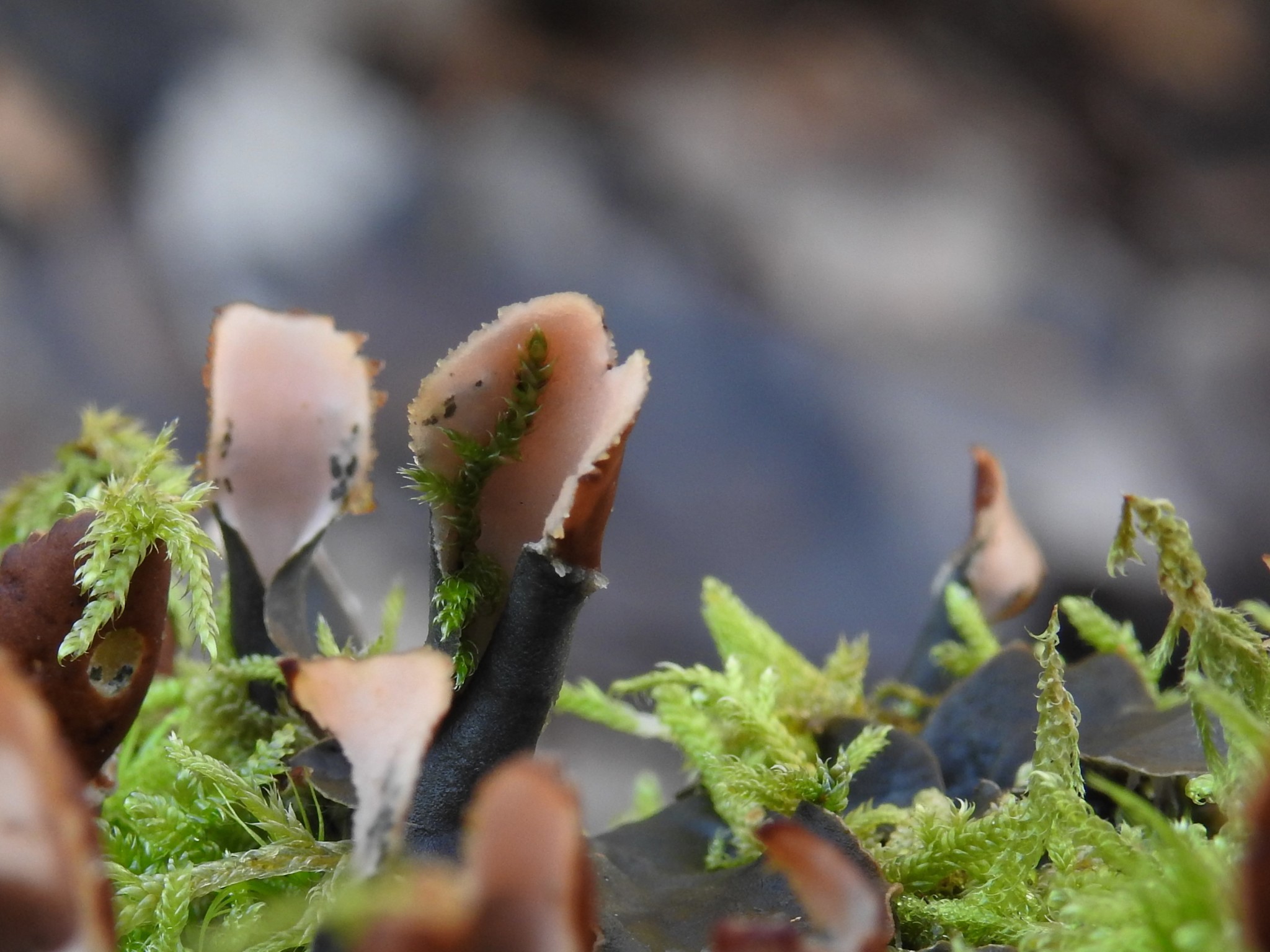 Naturbilder | Sida 13 | Byggahus.se