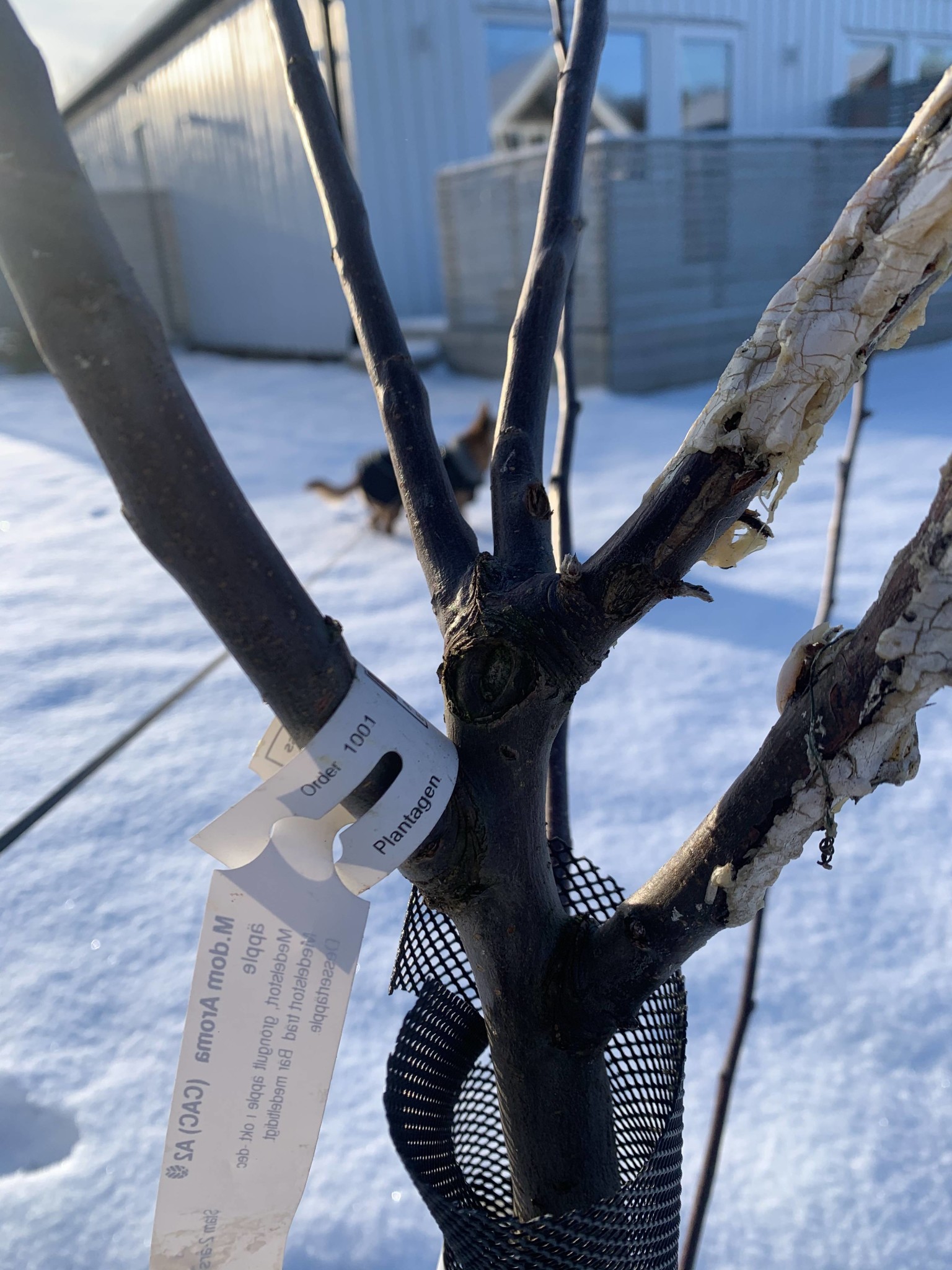 Beskärning av äppelträd första gången | Byggahus.se