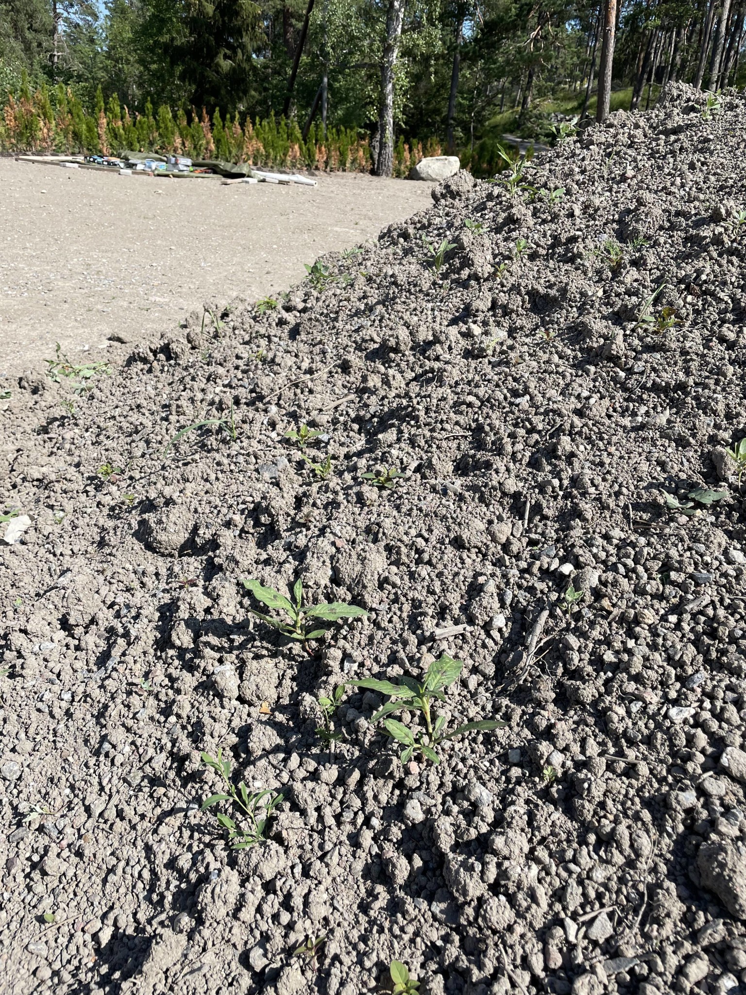 Matjord som det börjat växa i. | Byggahus.se