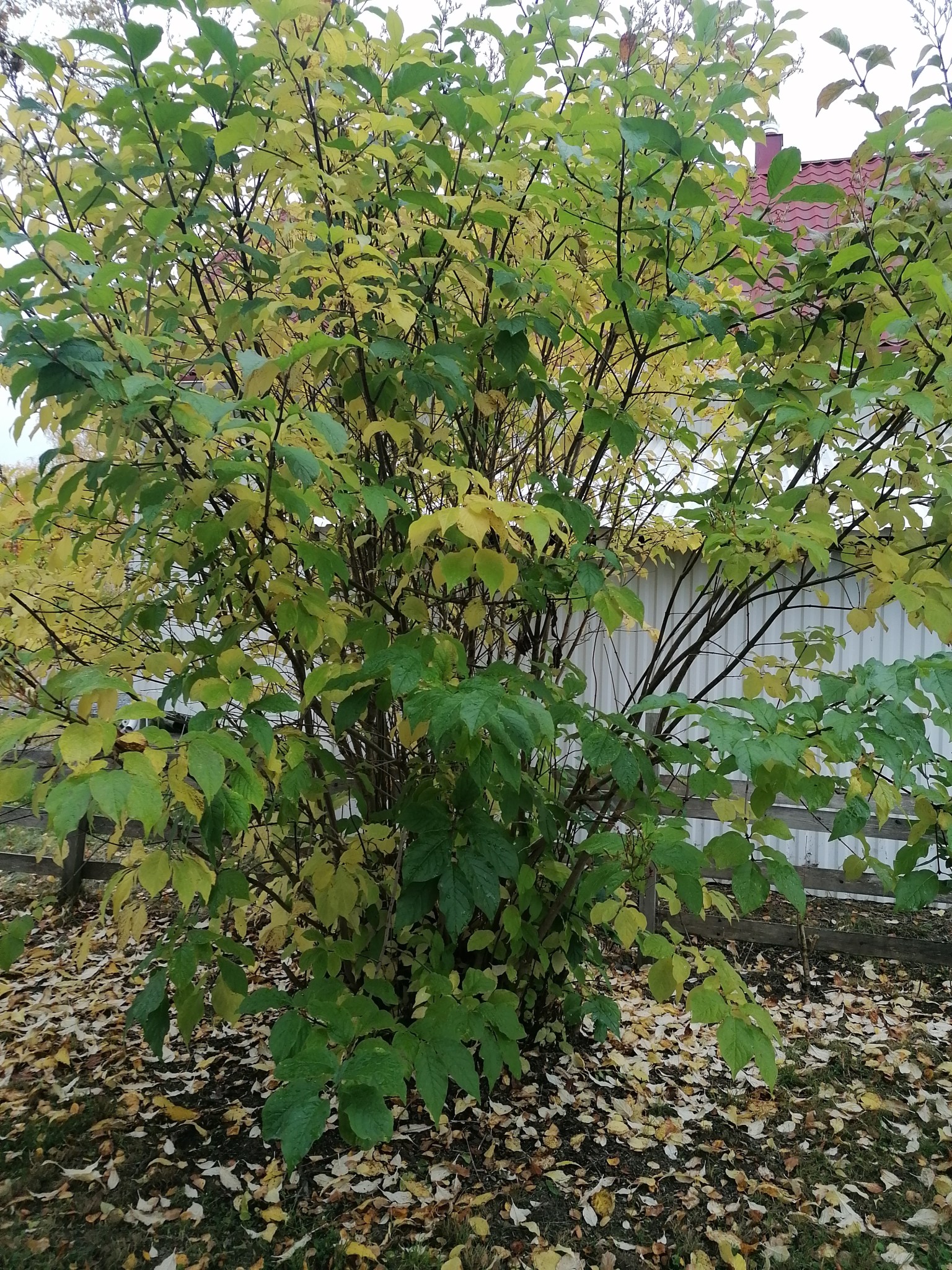 Någon som vet vad det är för buskar | Byggahus.se