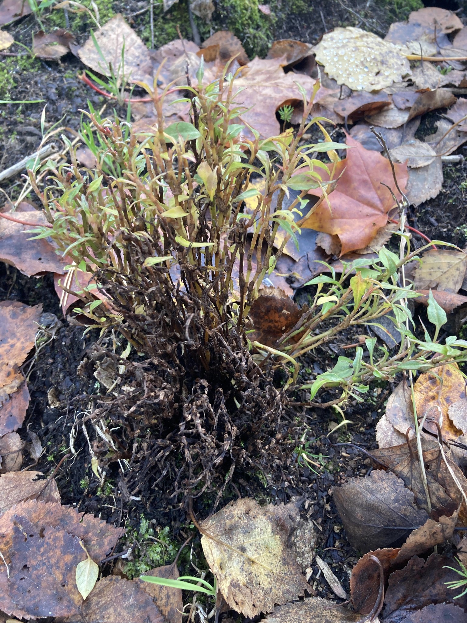Parkslide - varning för att köpa hus/tomt med parkslide | Sida 295 ...