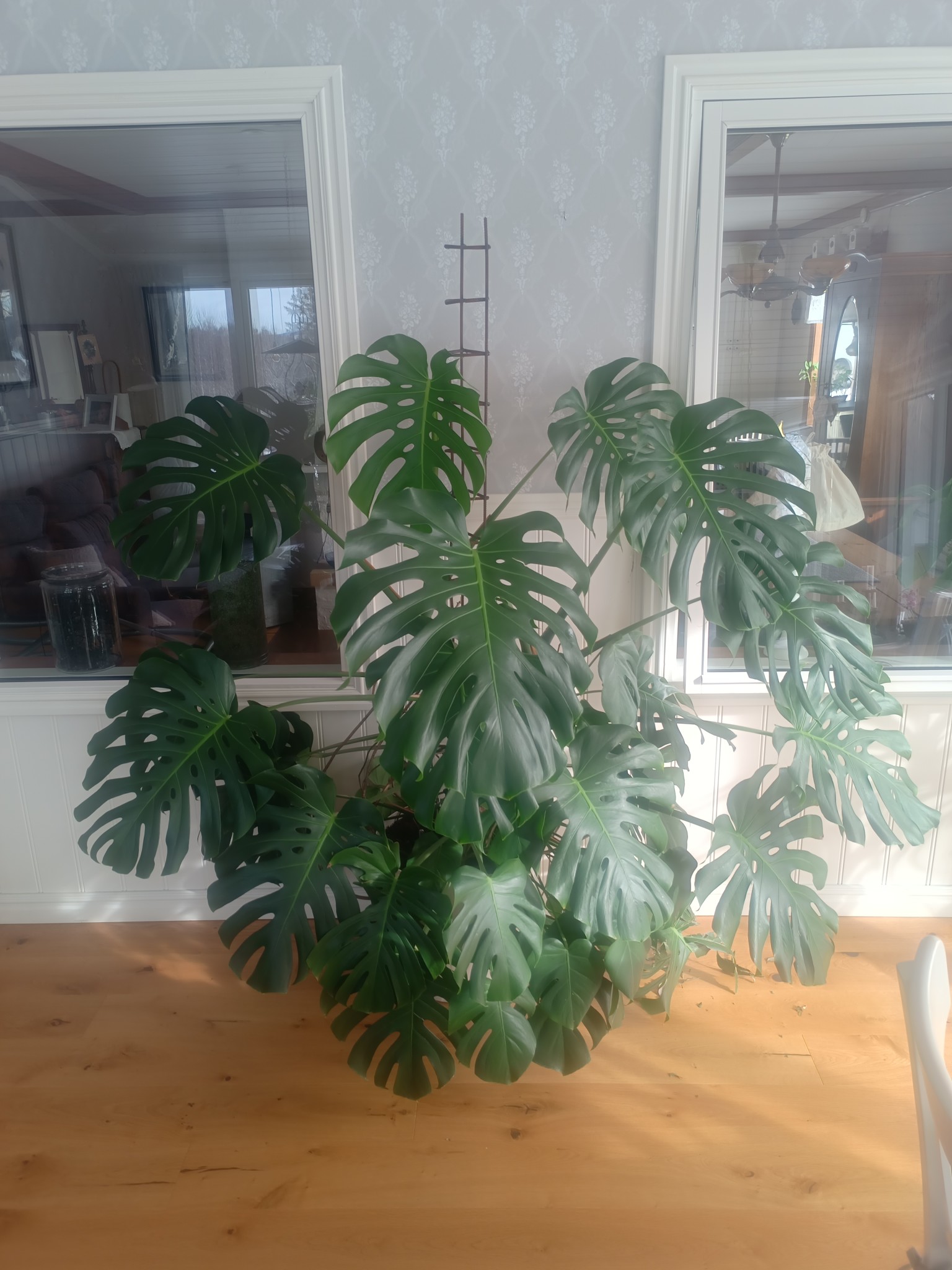 Alla som gillar katter - räck upp en hand! | Sida 620 | Byggahus.se