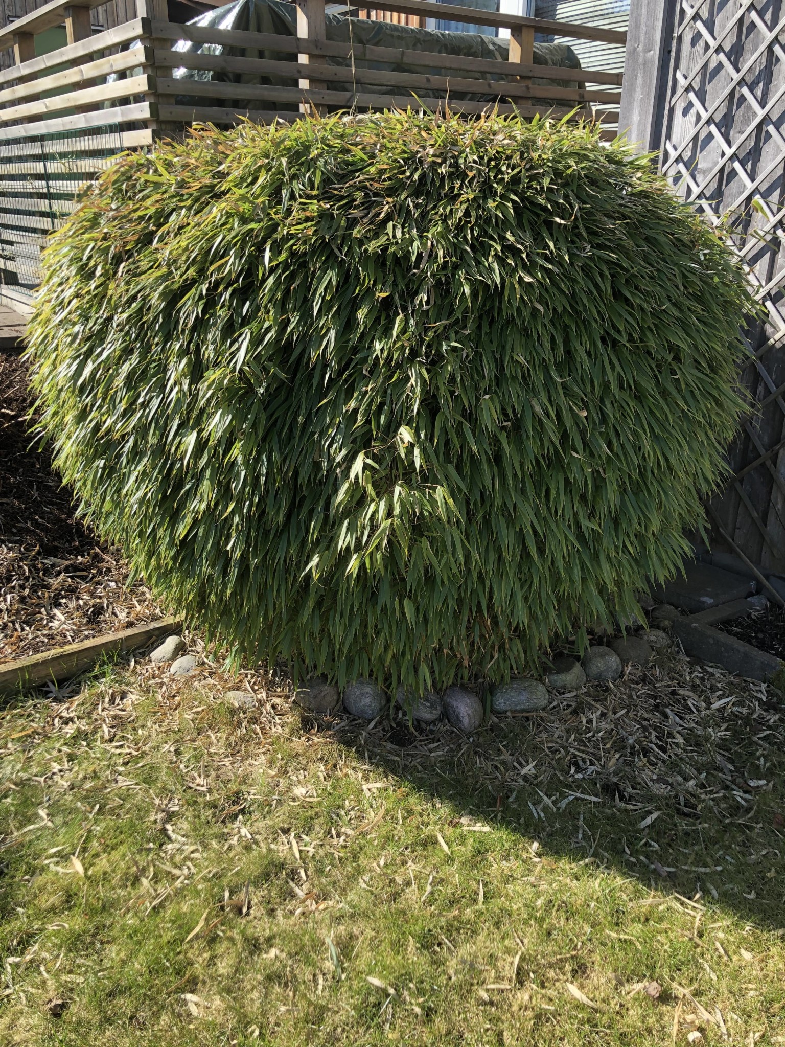 Klippa buske | Byggahus.se