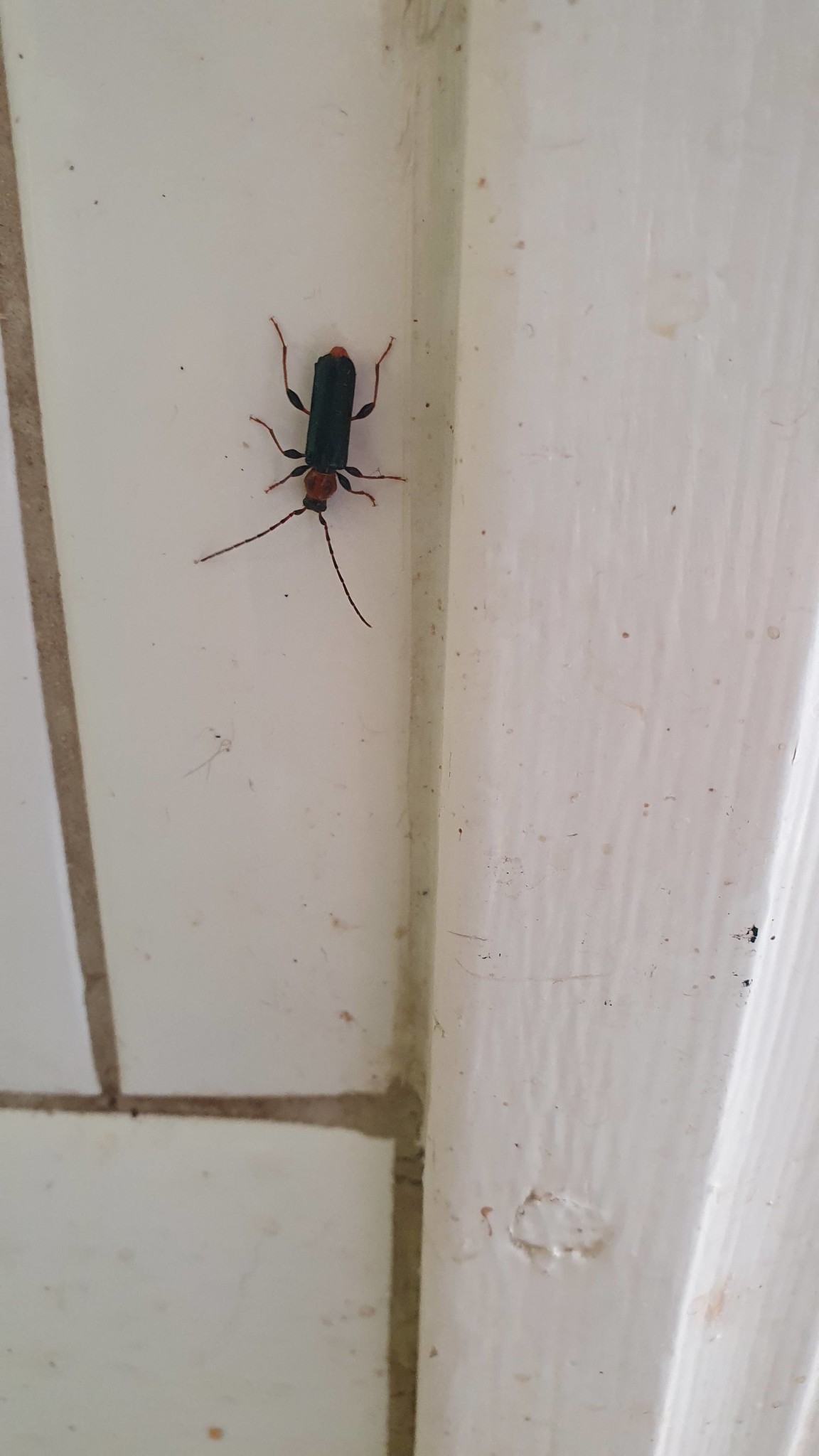 Hittar insekter inomhus. Vad är de? | Byggahus.se