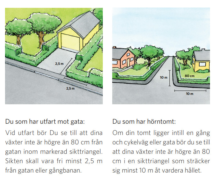 Granne kapat min 6 m hög thuja till hälften utan min tillåtelse | Sida 5 | Byggahus.se