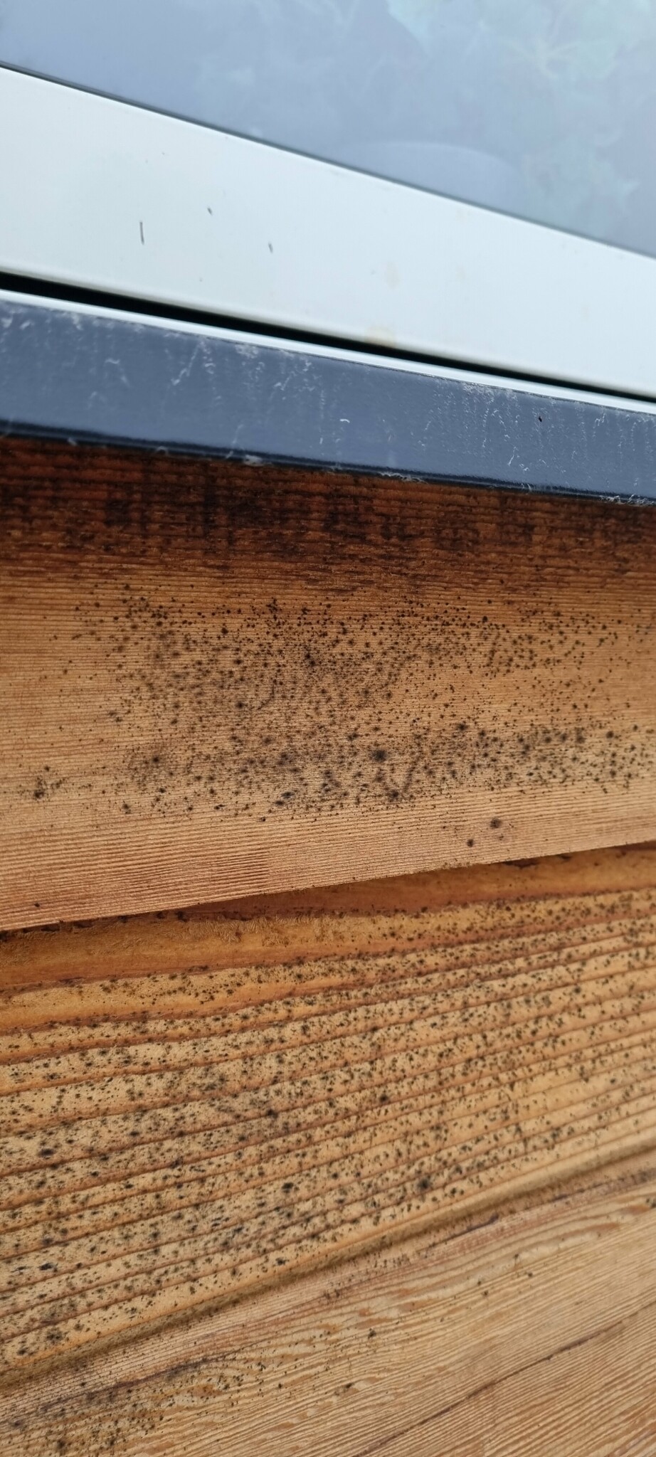 Svarta prickar på cederpanel | Byggahus.se