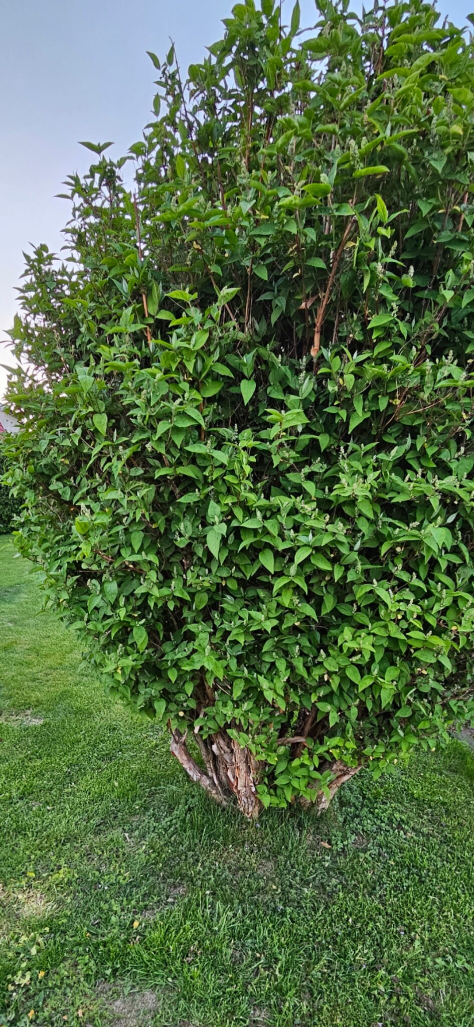 Identifiera buske | Byggahus.se