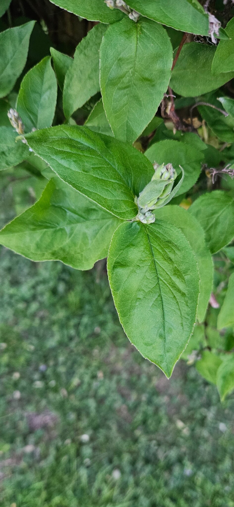 Identifiera buske | Byggahus.se