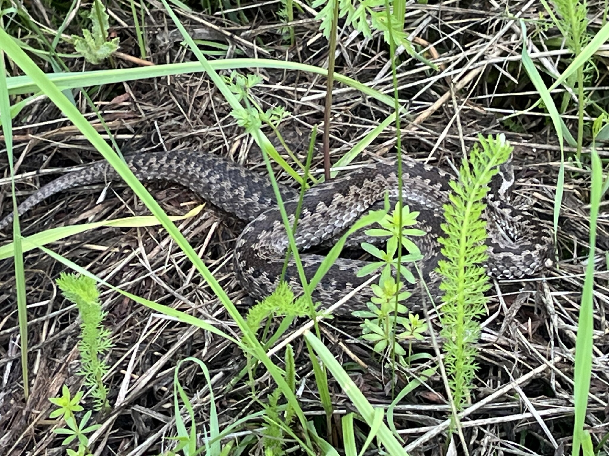 Bara bilder, inga ord. Använd PM om ni har frågor till den som lade upp ...