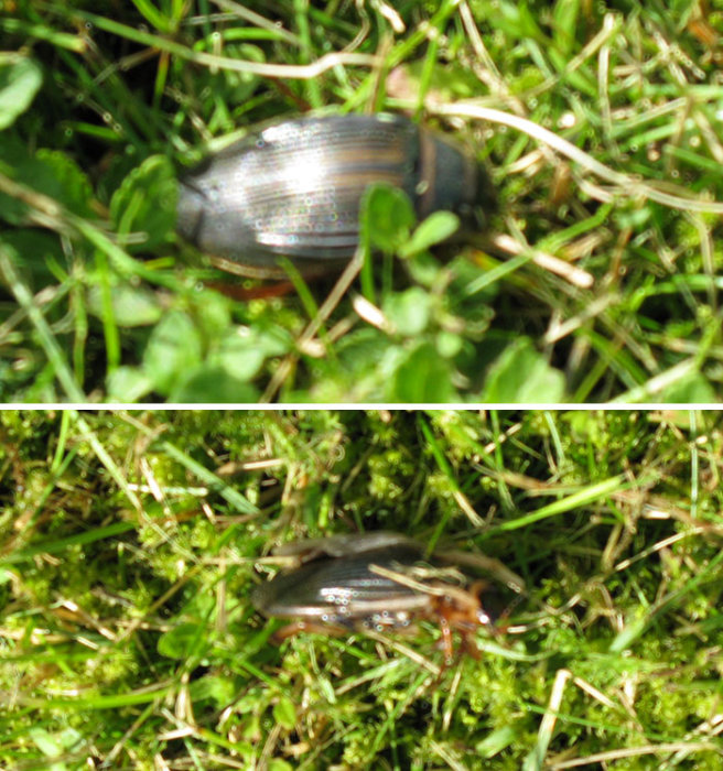 Finns det skalbagge som liknar kackerlacka? | Byggahus.se