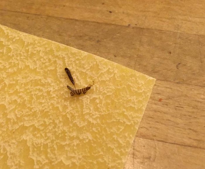 Otrevligt kryp i skafferiet | Byggahus.se