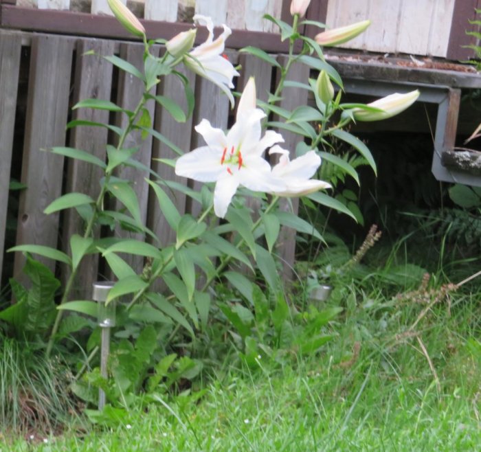 Vad blommar nu i trädgården? (Fototråd) | Sida 11 | Byggahus.se