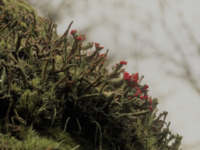 Naturbilder | Byggahus.se