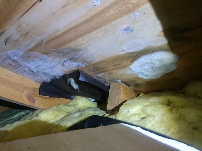Mögel i taket på kallvind | Byggahus.se