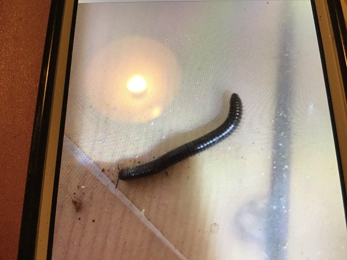 Vad är det för larv/mask? | Byggahus.se