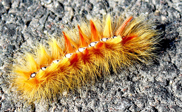 Vad är detta för insekt? | Byggahus.se