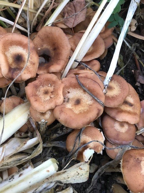 Svamp i rabatten - vad är det för sort | Byggahus.se