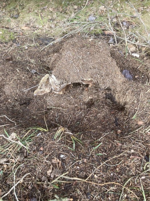 Vem äter mina myror? | Byggahus.se