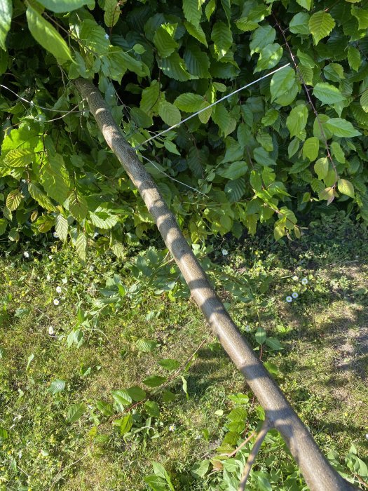 Någon aning vad detta är för växt? Parkslide eller annat invasivt? | Byggahus.se