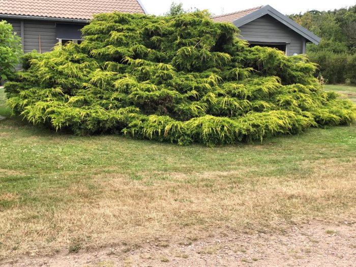 Gran el dylikt som bara blir måttligt hög? | Byggahus.se