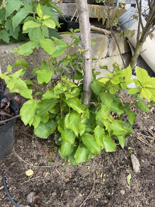 Kan jag ta bort rotskott i maj? | Byggahus.se