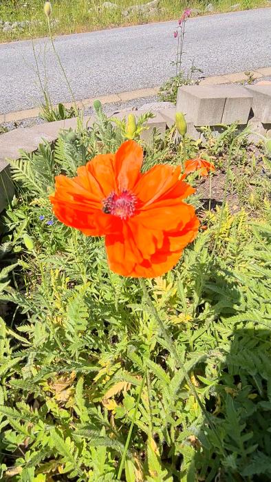 Video: Orange vallmo med besökande bi | Byggahus.se