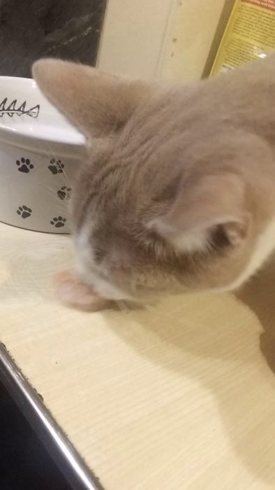 Video: Brunvit katt nära vattenskål | Byggahus.se