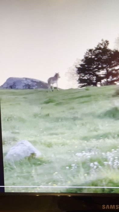 Video: Landskap, grönt, träd, suddig, skärm | Byggahus.se